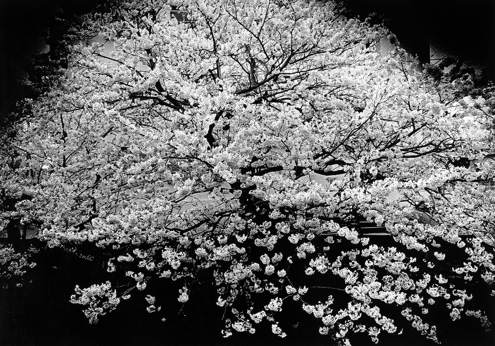 Daido Moriyama: Retrospective | Suomen valokuvataiteen museo